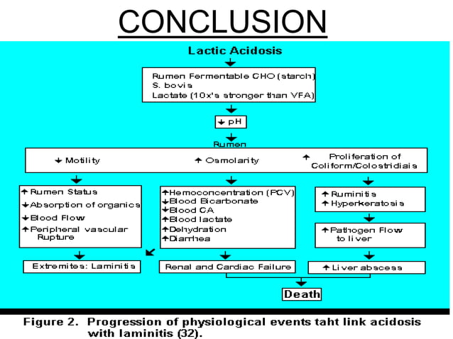 Presetation on rumen impaction lactic acidosis final osr | PPTX