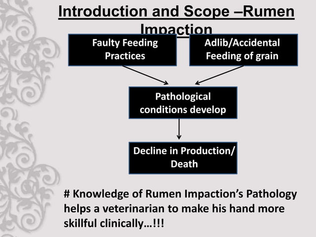 Presetation on rumen impaction lactic acidosis final osr | PPTX