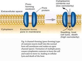 host parasite relationship | PPTX