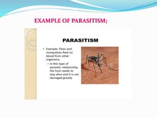 Parasitism Examples In Nature