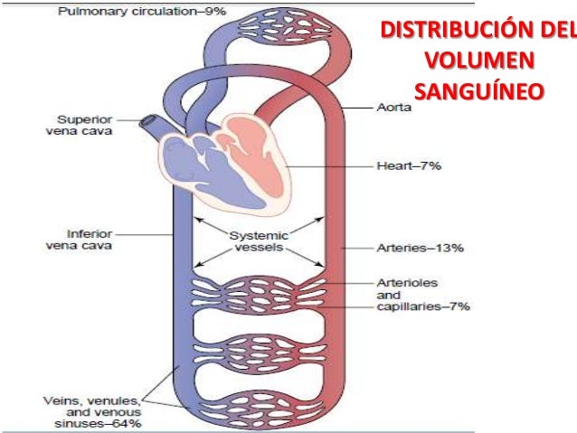 CIRCULACIÓN SANGUÍNEA Y PRESIÓN ARTERIAL