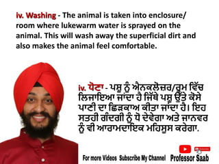 Pre slaughtering of meat.pptx