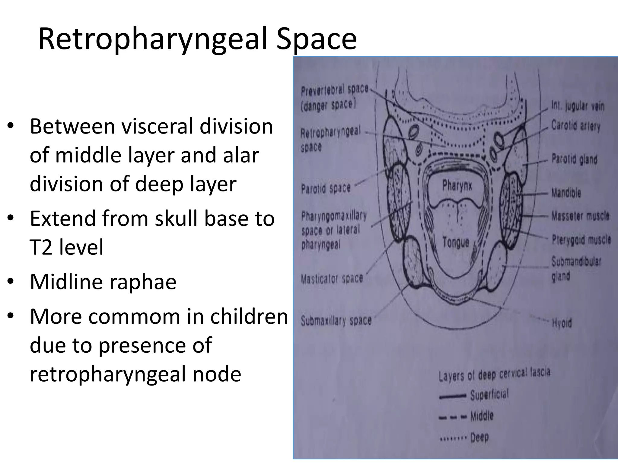 neck fascia and spaces | PPTX