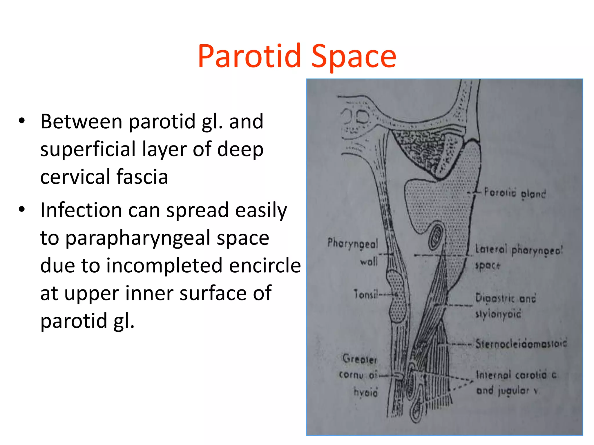 neck fascia and spaces | PPTX