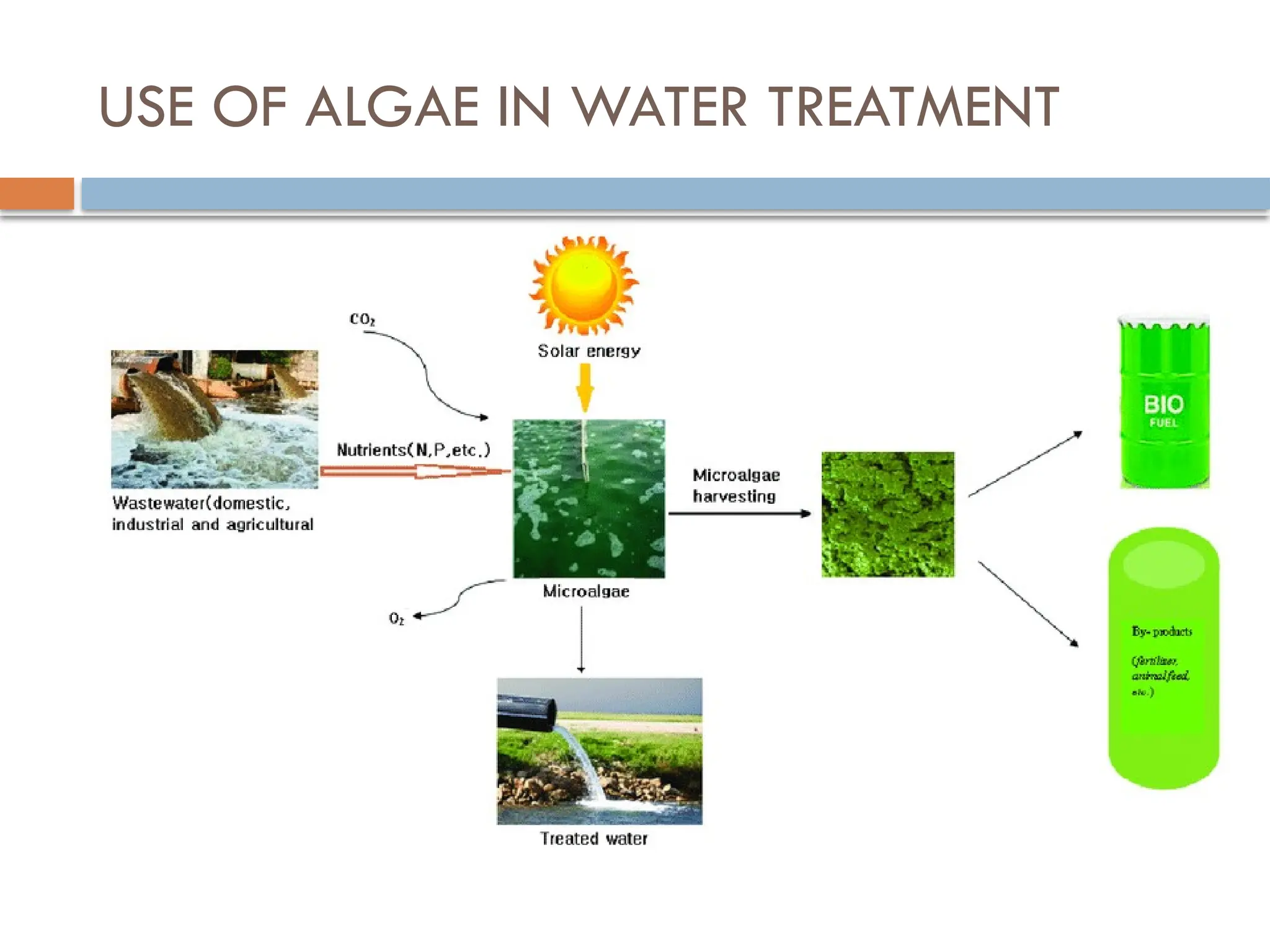 presntation micro algae. production.pptx