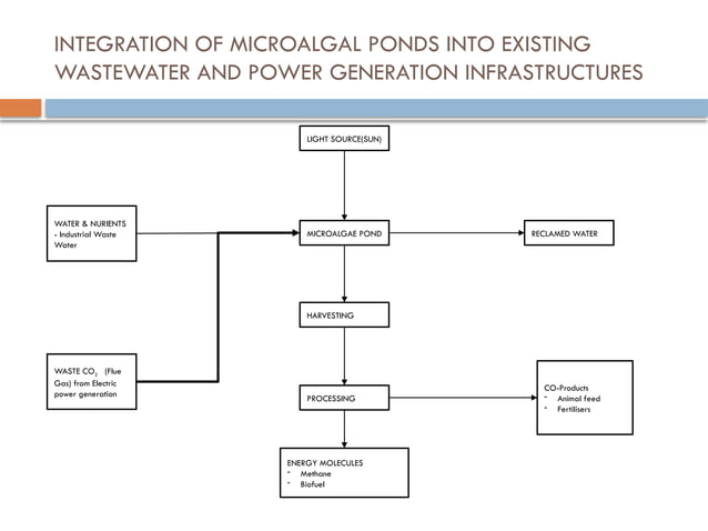 presntation micro algae. production.pptx