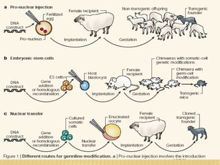 Transgenic technology | PPT