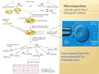 Transgenic technology | PPT