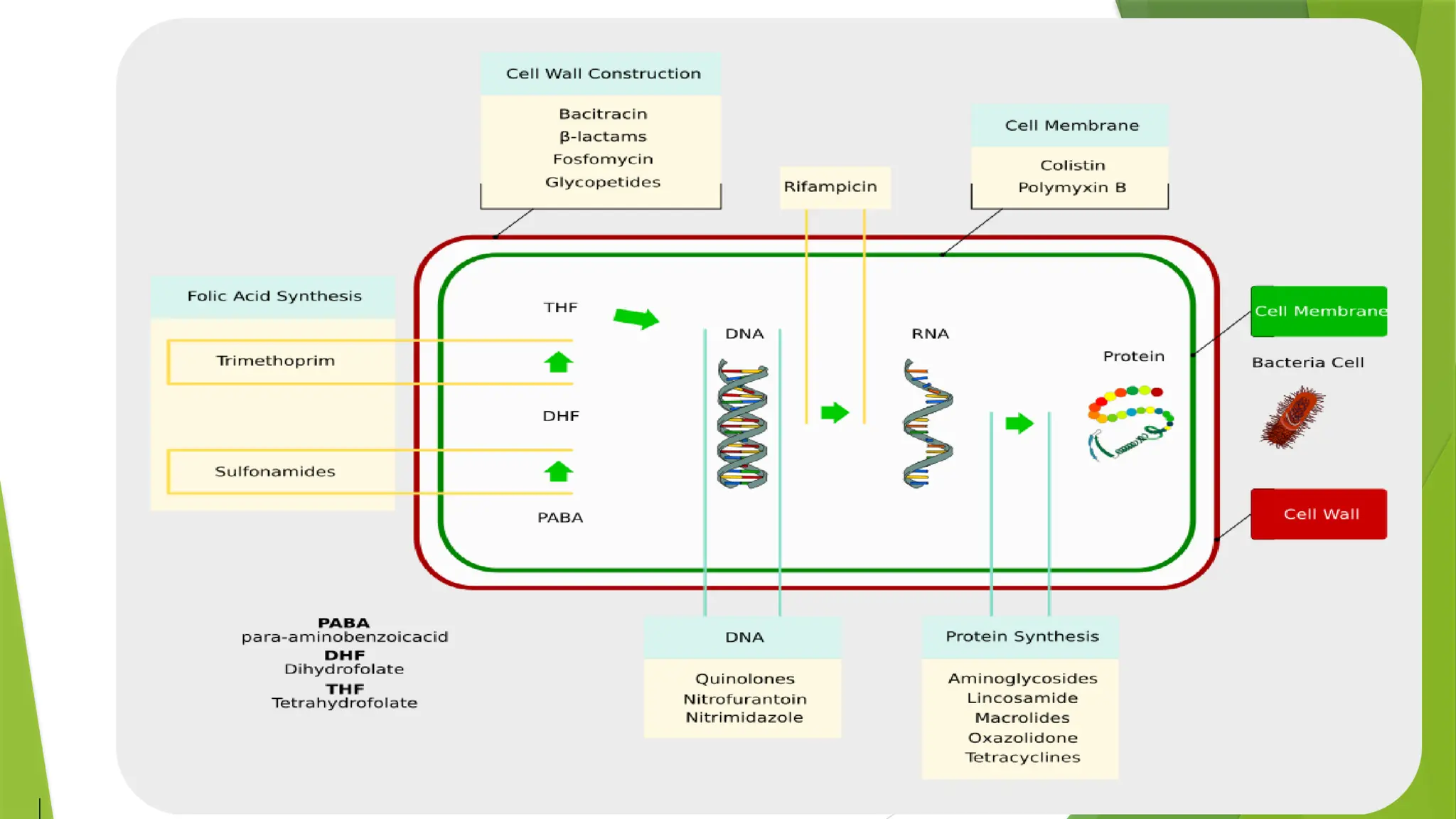 Antibiotics: Classification, Mechanism of Action, Therapeutic Uses ...