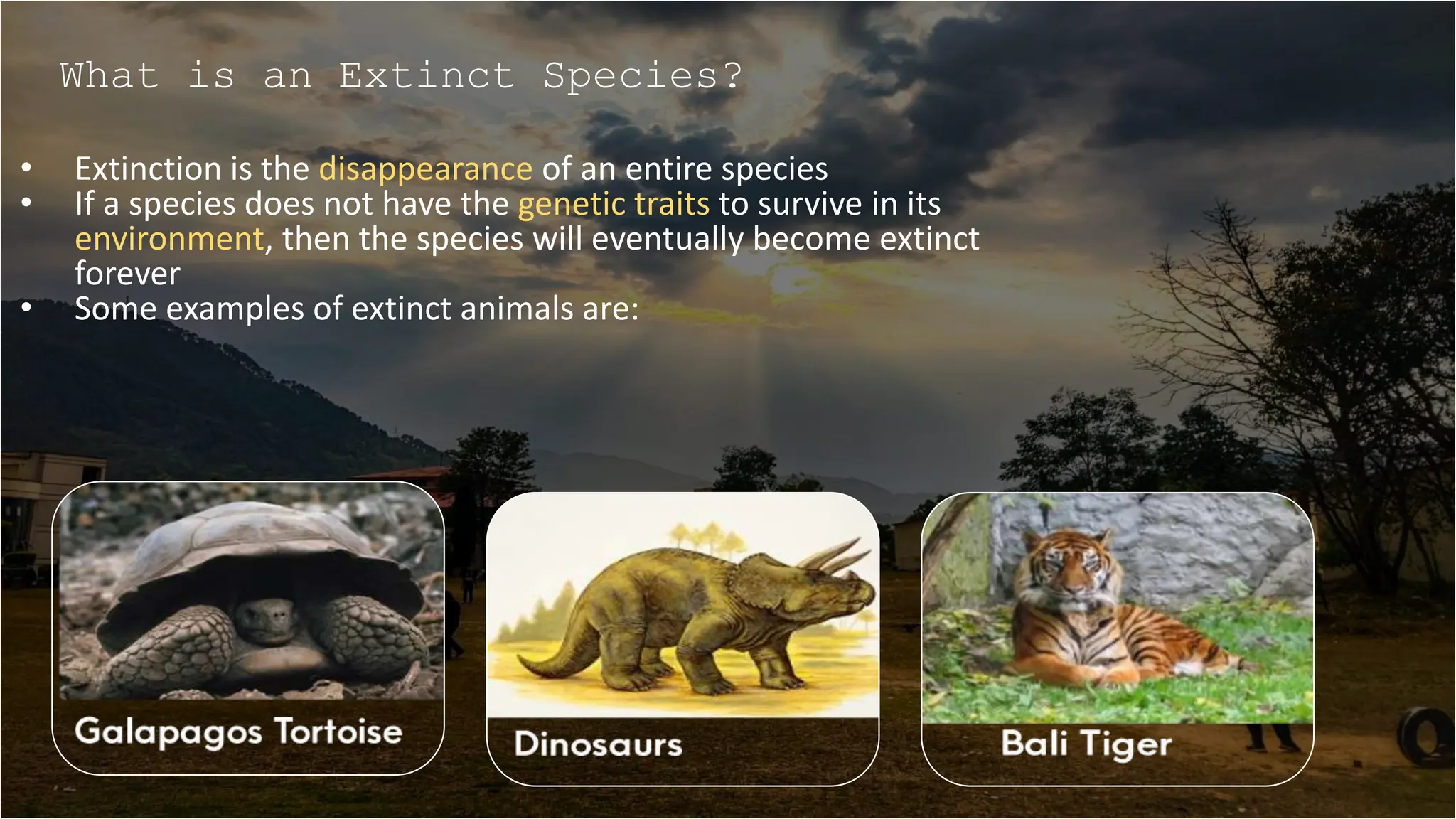 Endangered species of india L.pptx