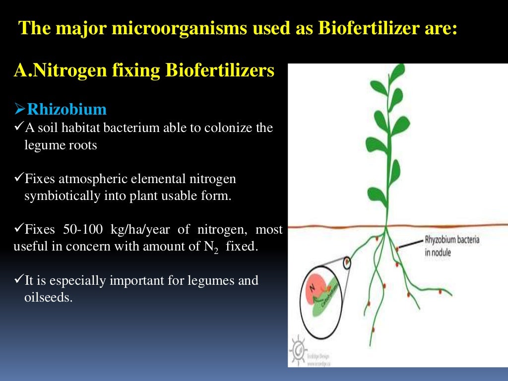 Biofertilizers-importance and uses