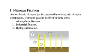 cycling of nitrogen in biosphere | PPT