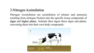 cycling of nitrogen in biosphere | PPT | Free Download