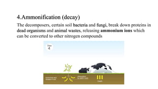 cycling of nitrogen in biosphere | PPT | Free Download
