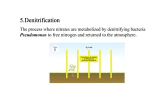 cycling of nitrogen in biosphere | PPTX