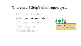 cycling of nitrogen in biosphere | PPTX