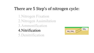 cycling of nitrogen in biosphere | PPTX
