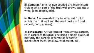 Classification of Fruit | PPTX