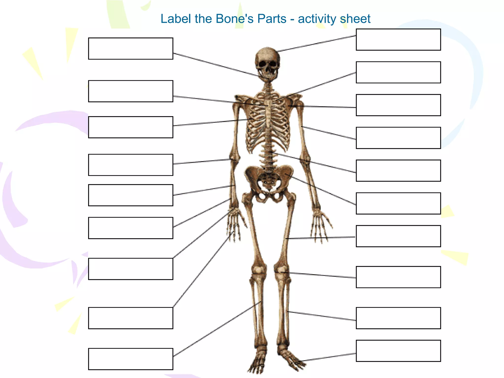 Human Body Skeleton | PPT