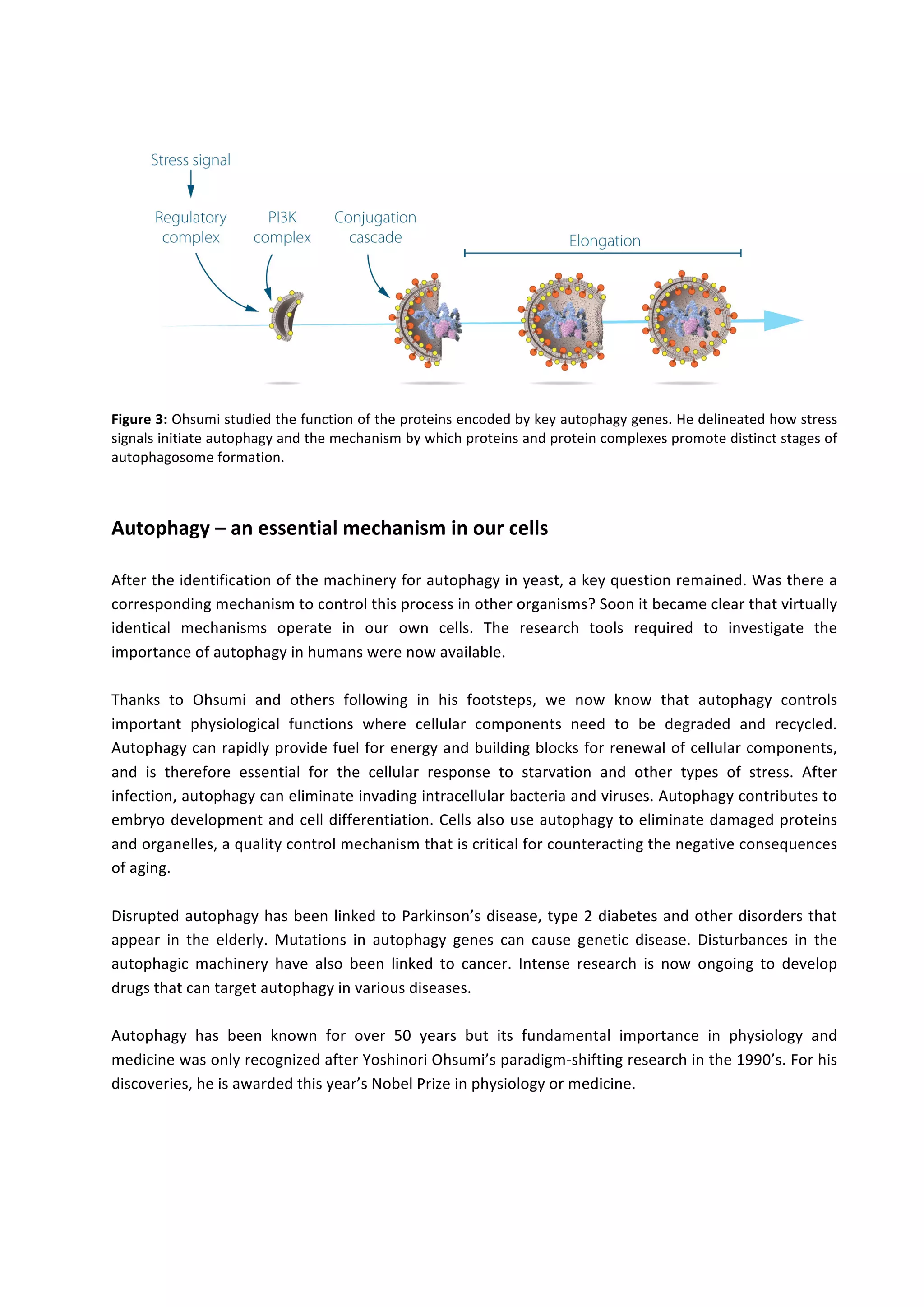 Press release Yoshinori Ohsumi | PDF