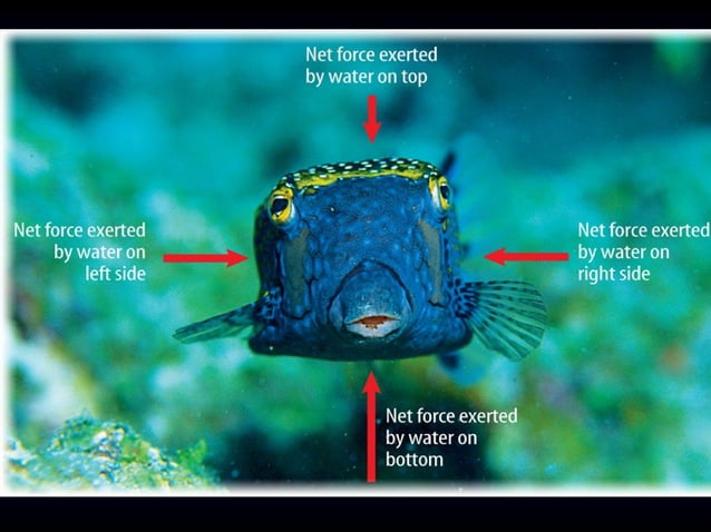 Pressure and buoyancy | PPT