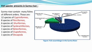 Prest condition of surma river and identifying the possible management ...