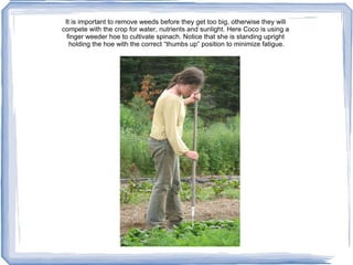 Weeding techniques | ODP