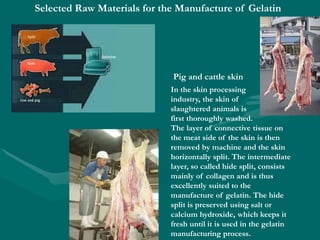 Preswntation on_Gelatin.pptx