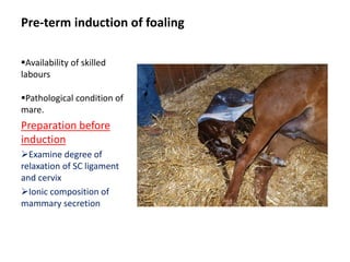 Preterm_induction_of_parturition in animals | PPTX