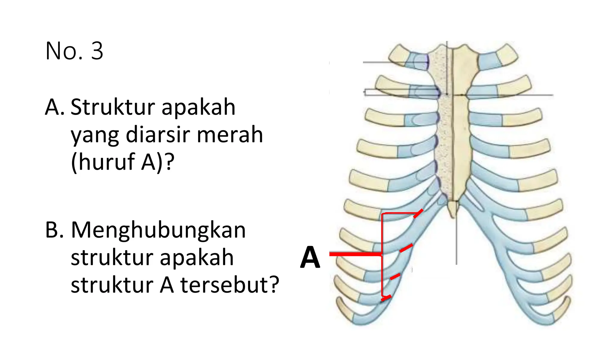 Pre test 1 anatomi thorax fakultas kedokteran | PPTX
