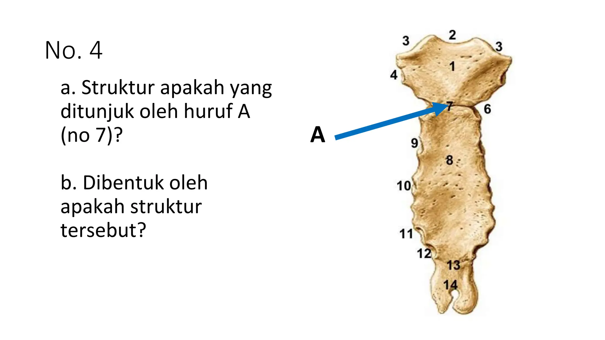 Pre test 1 anatomi thorax fakultas kedokteran | PPTX
