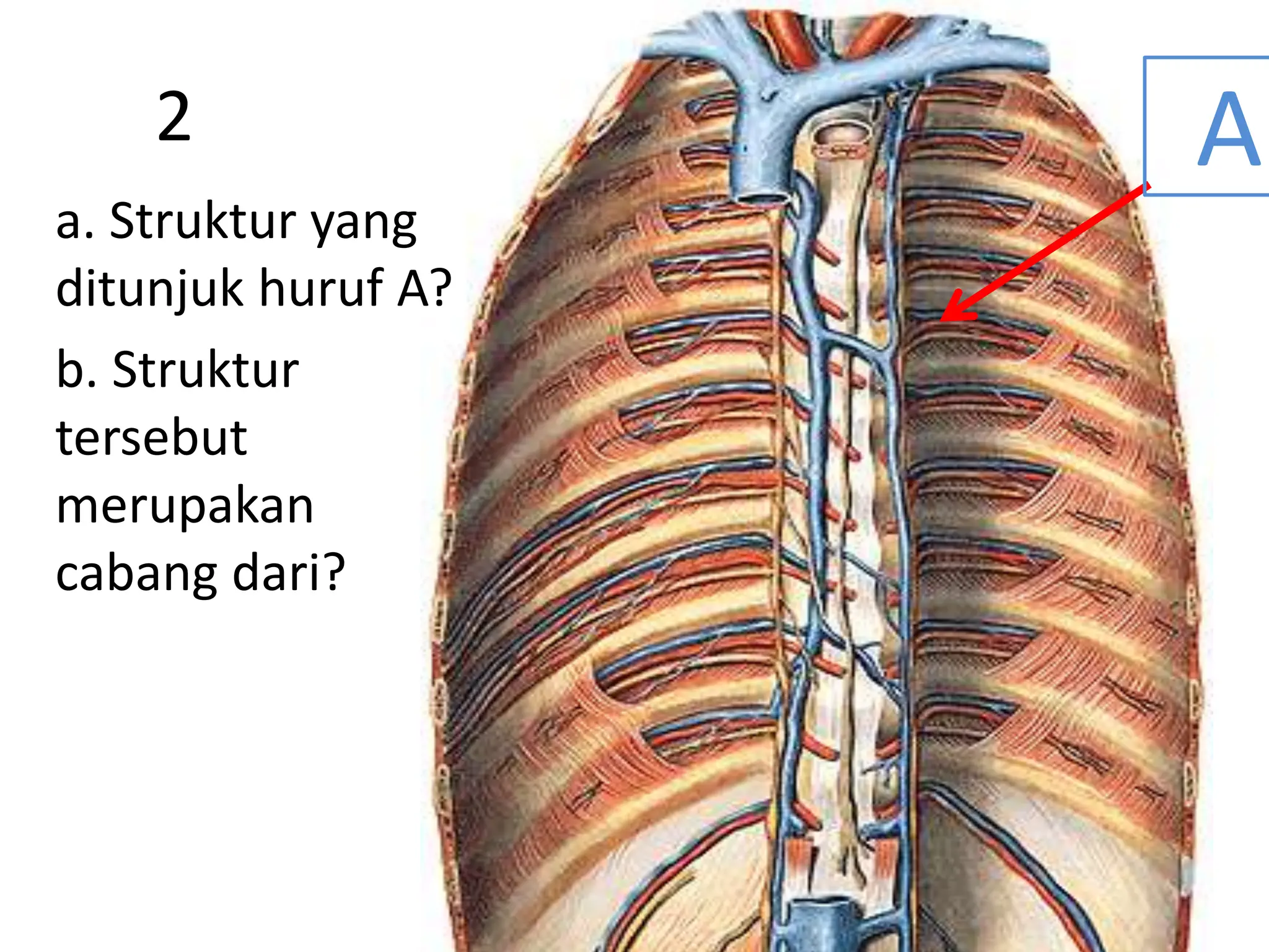 Pre test anatomi pertemuan satu_dr. rian | PPT