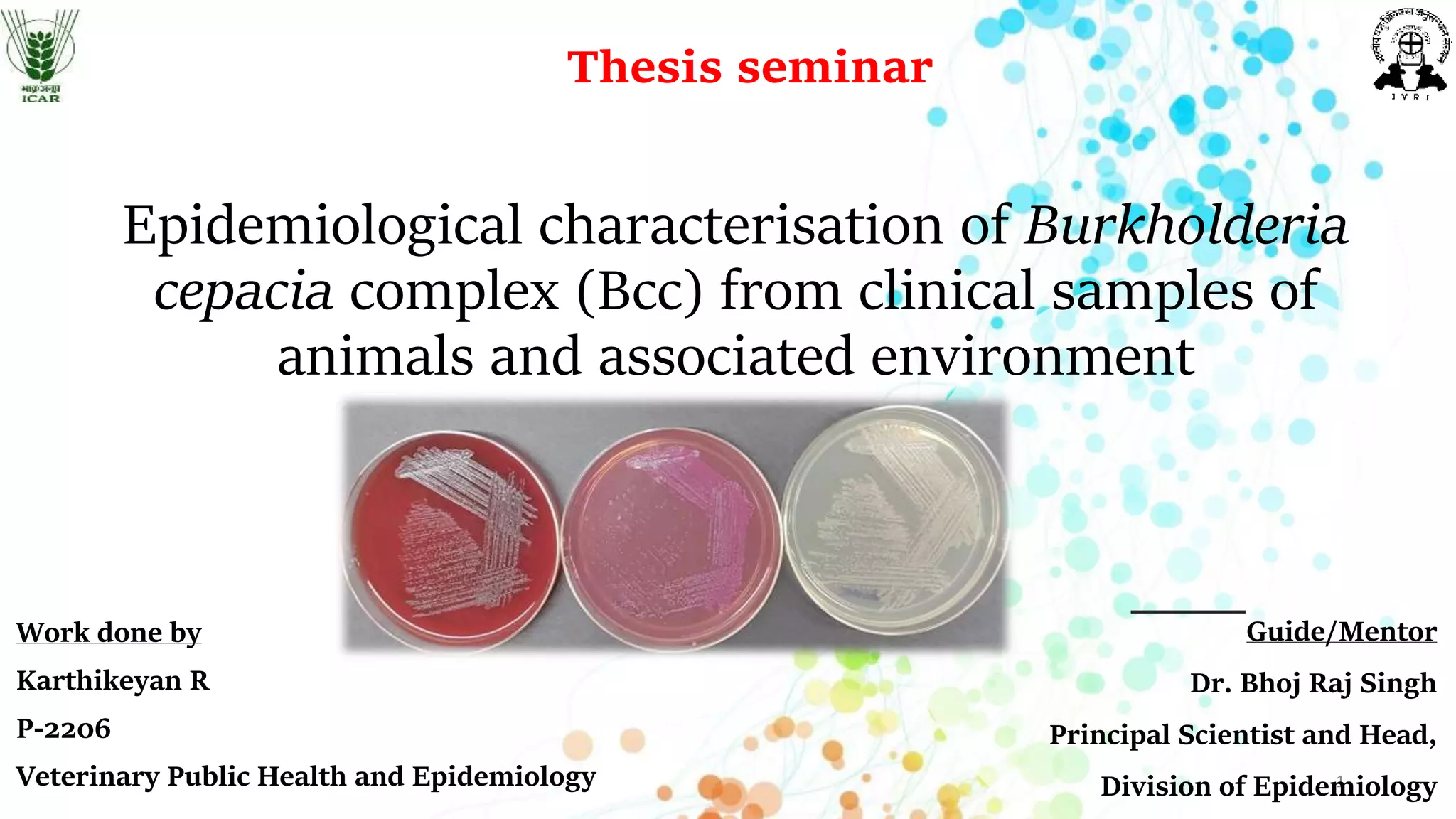 Epidemiological characterisation of Burkholderia cepacia complex (Bcc ...