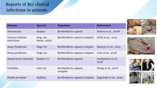 Epidemiological characterisation of Burkholderia cepacia complex (Bcc ...