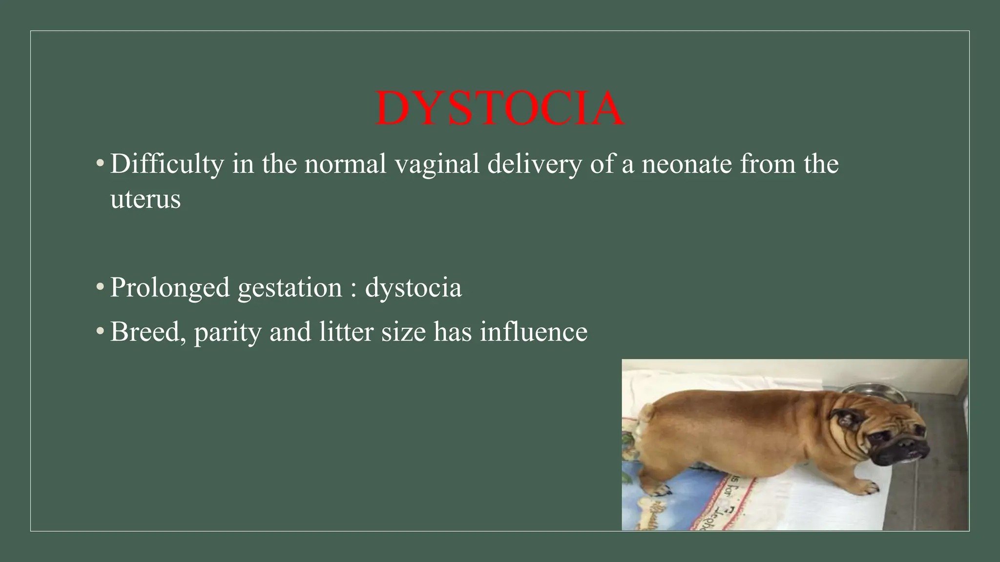 pre treatment dystocia in domestic animals.pptx