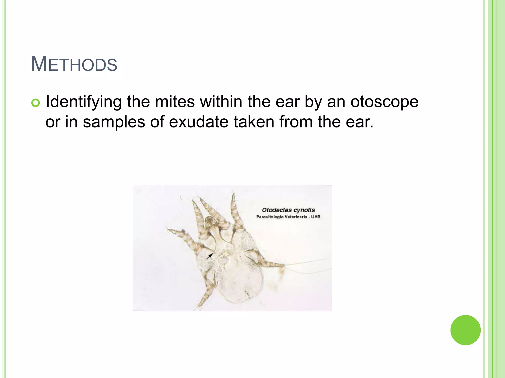 Prevalence and intensity of otodectes cynotis in cats | PPTX