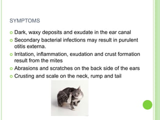 Prevalence and intensity of otodectes cynotis in cats | PPTX