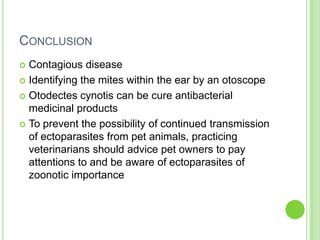 Prevalence and intensity of otodectes cynotis in cats | PPTX