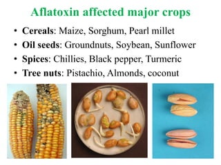 Prevalence of aflatoxin along the maize value chain in kenya | PDF