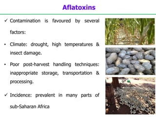 Prevalence of aflatoxins in Zambian maize and groundnuts | PPT