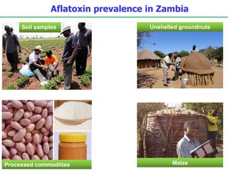 Prevalence of aflatoxins in Zambian maize and groundnuts | PPT