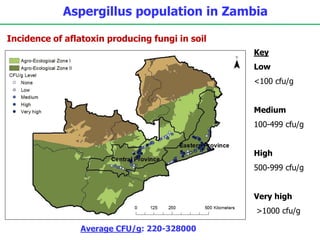 Prevalence of aflatoxins in Zambian maize and groundnuts | PPT