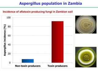 Prevalence of aflatoxins in Zambian maize and groundnuts | PPT