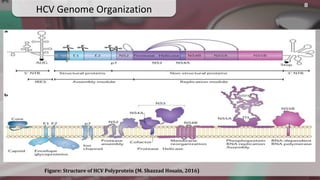 Prevalence of HCV genotypes in Punjab, Pakistan | PPT