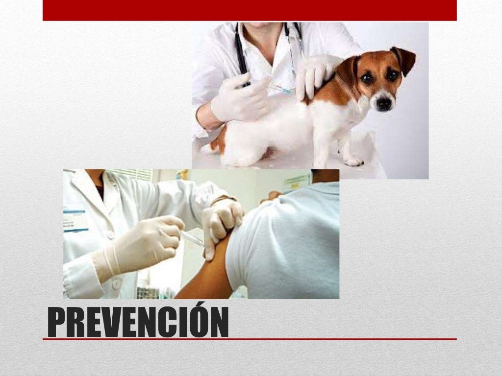 Prevención Y Control De La Rabia Según A Nom