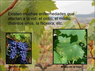 Prevencion del Mildiu | PPT