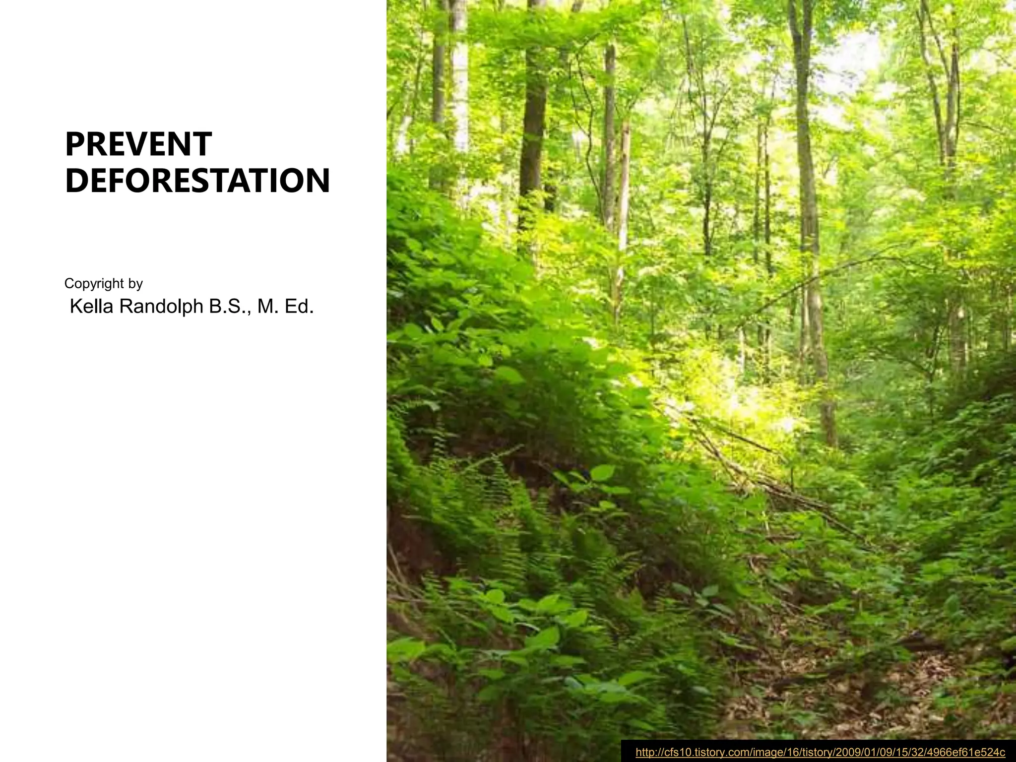 Prevent Deforestation | PPTX