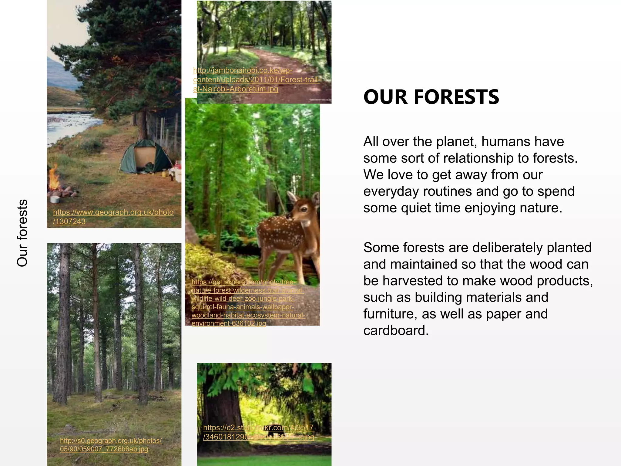 Prevent Deforestation | PPTX | Agriculture | Industries