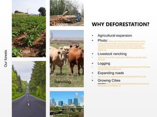 Prevent Deforestation | PPTX