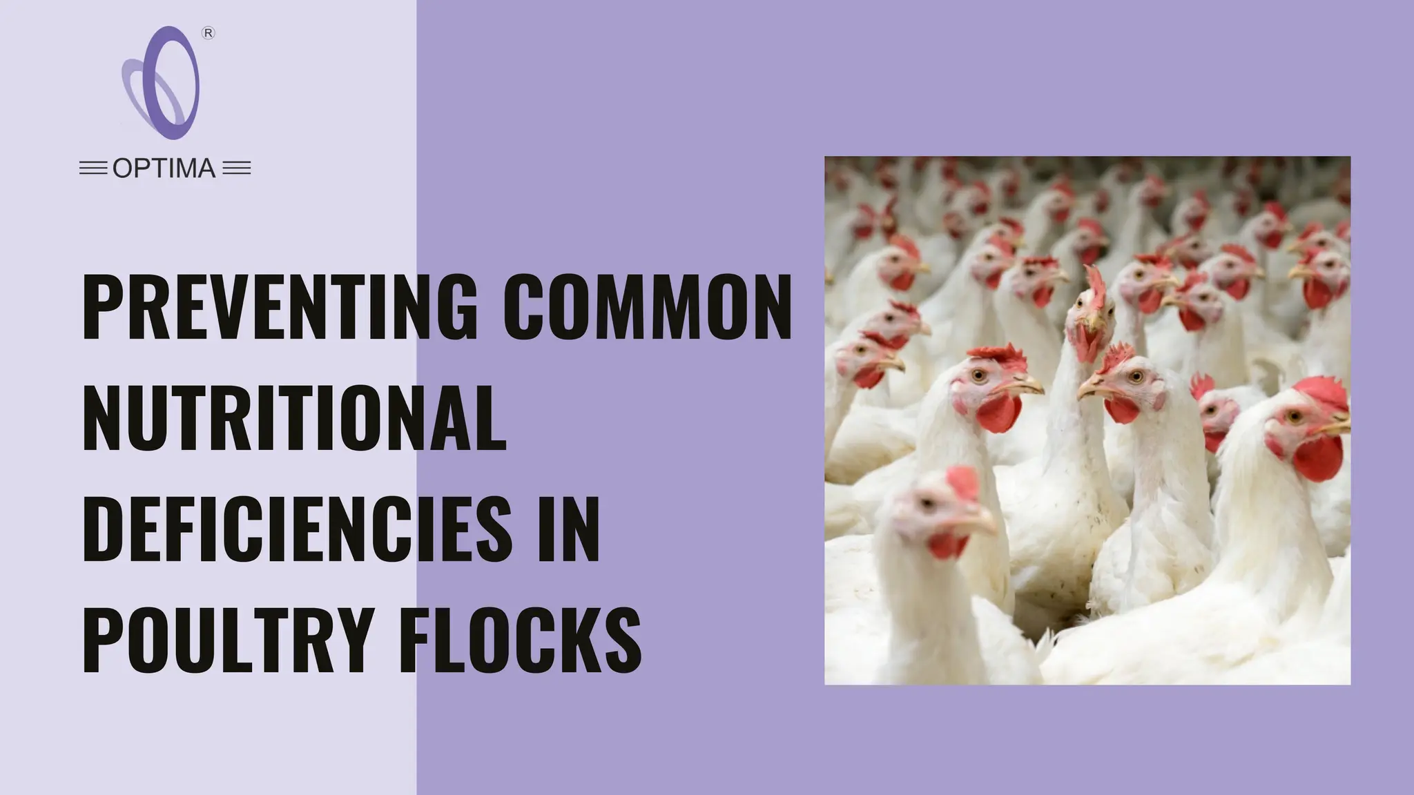 Preventing Common Nutritional Deficiencies In Poultry Flocks (PPT).pdf ...